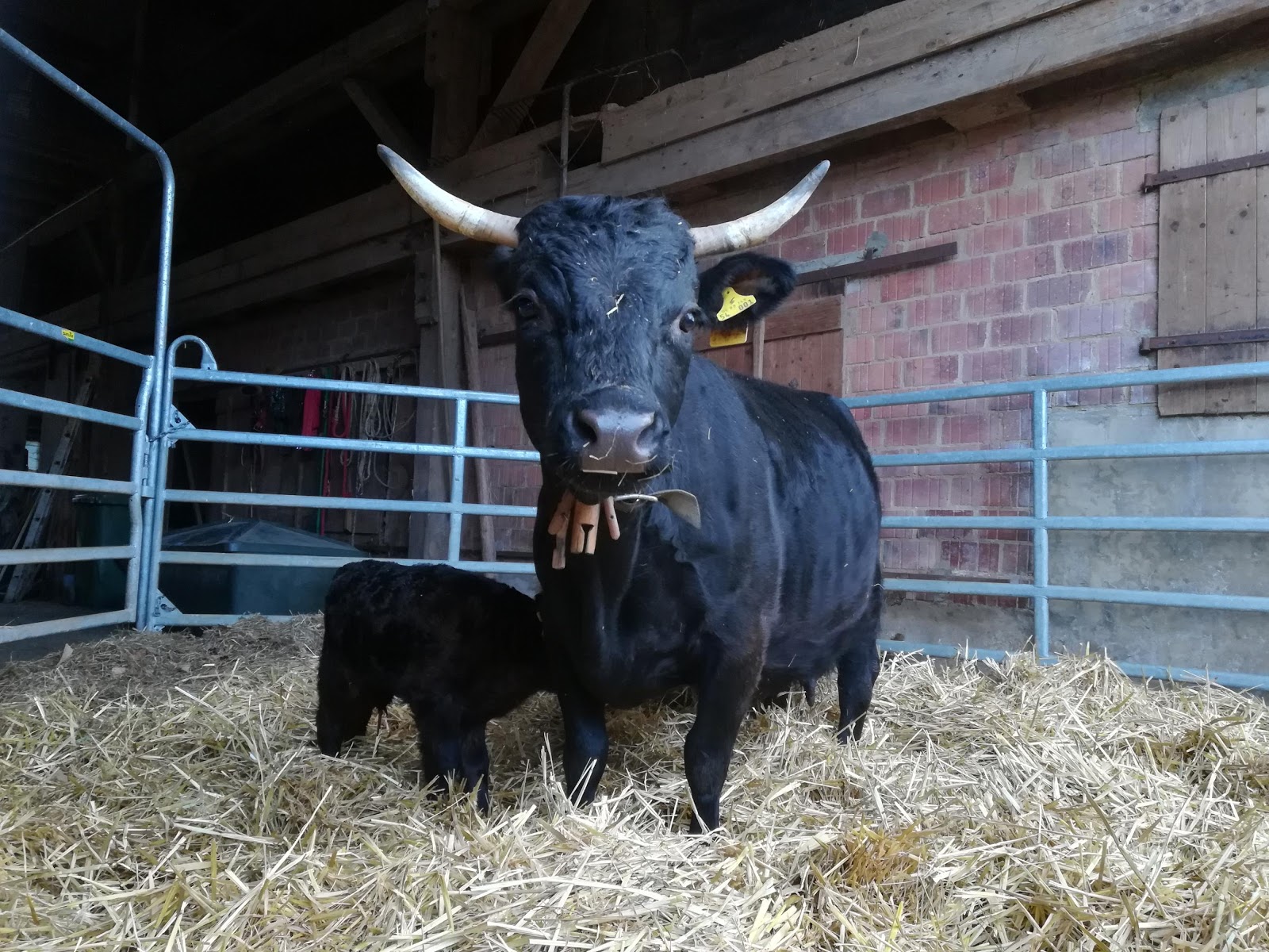 Rollrasen - Dexter-Rinder