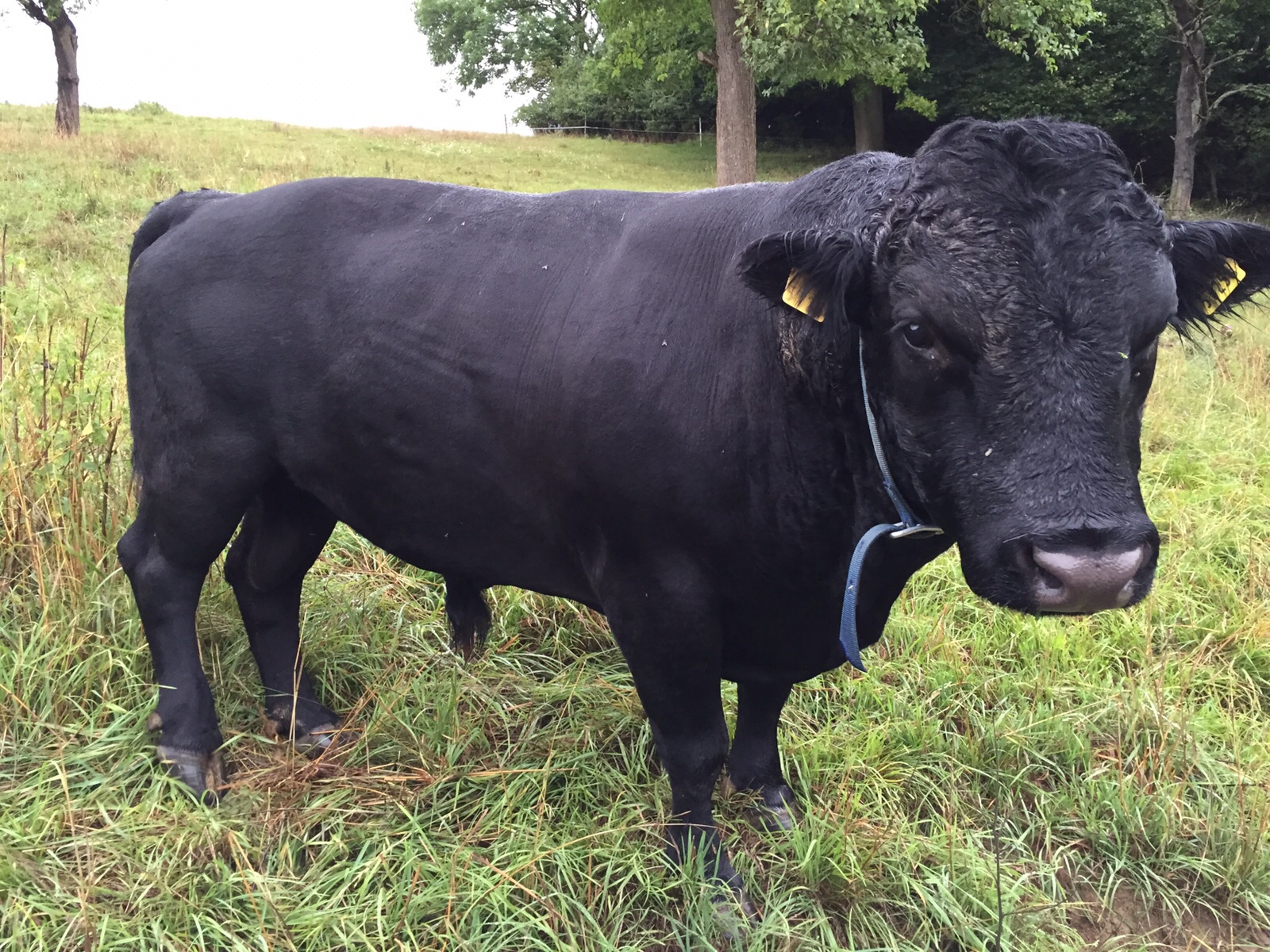 Rollrasen - Dexter-Rinder